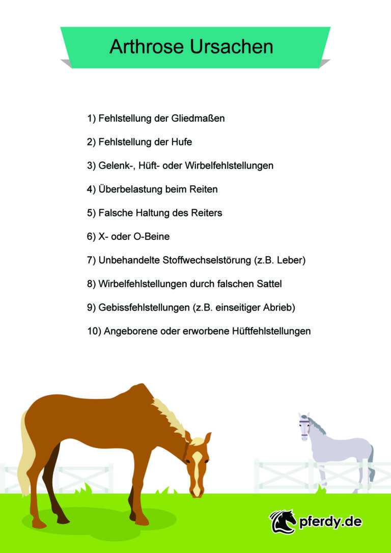 Spat beim Pferd behandeln und erkennen + Ursachen und Symptome